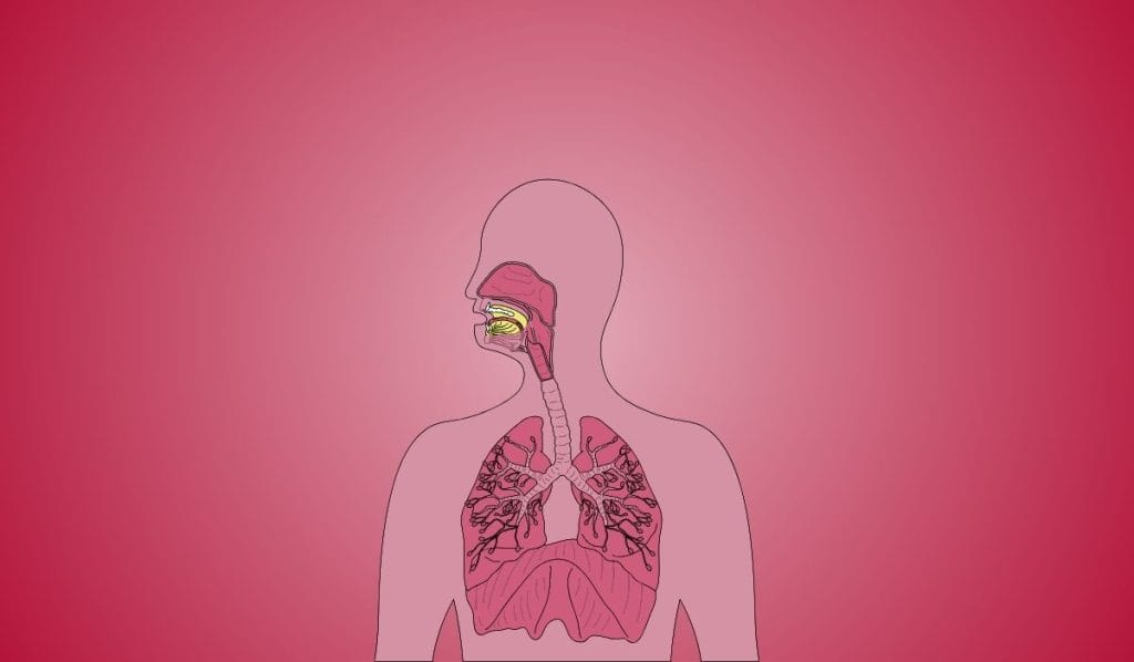 Solo el 11% pasa este test de anatomía humana